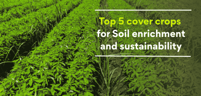 Top 5 cover crops for soil enrichment and sustainability